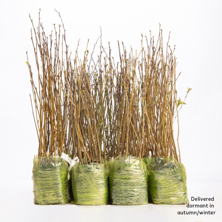 Buy a year round colour tree pack - Woodland Trust Shop | Woodland ...