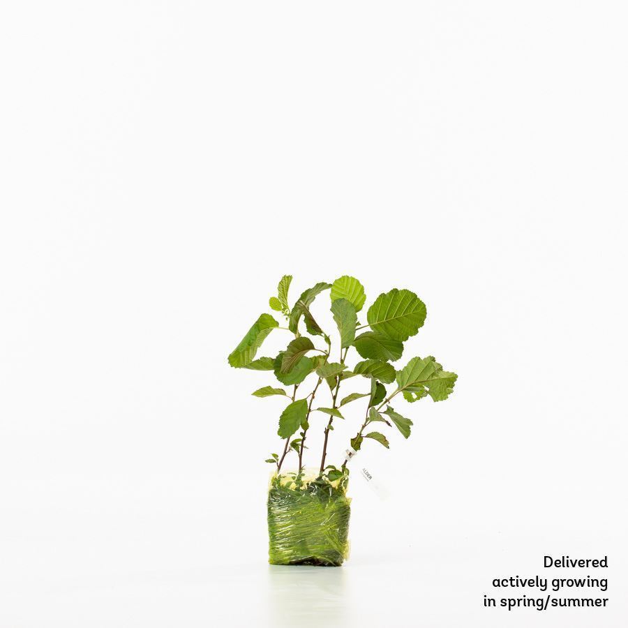 Alder Trees (Alnus glutinosa) For Sale - Woodland Trust | Woodland ...