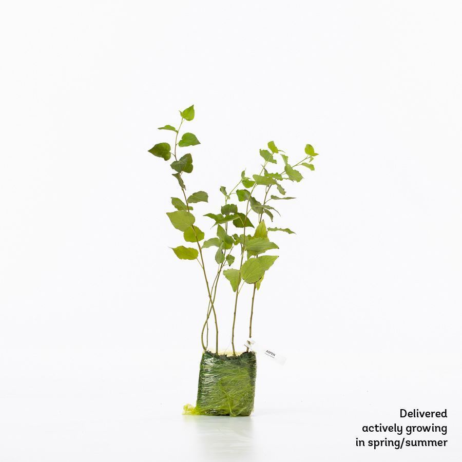 Aspen Tree (Populus tremula) For Sale - Woodland Trust | Woodland Trust ...