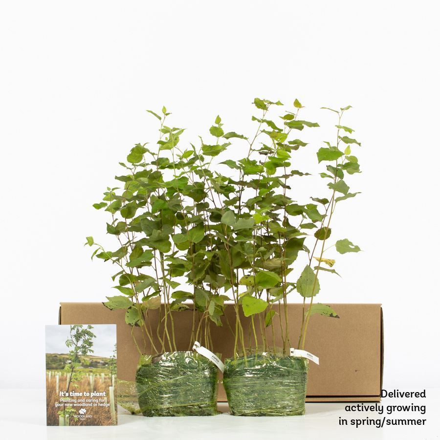 Aspen Tree (Populus tremula) For Sale - Woodland Trust | Woodland Trust ...
