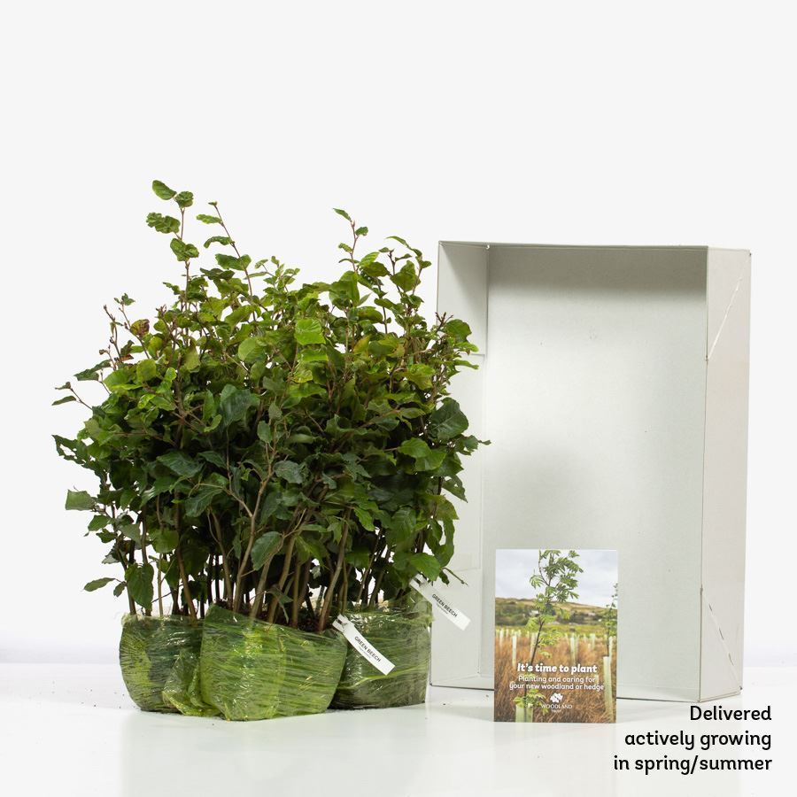 Beech Trees & Hedges (Fagus sylvatica) For Sale - Woodland Trust ...