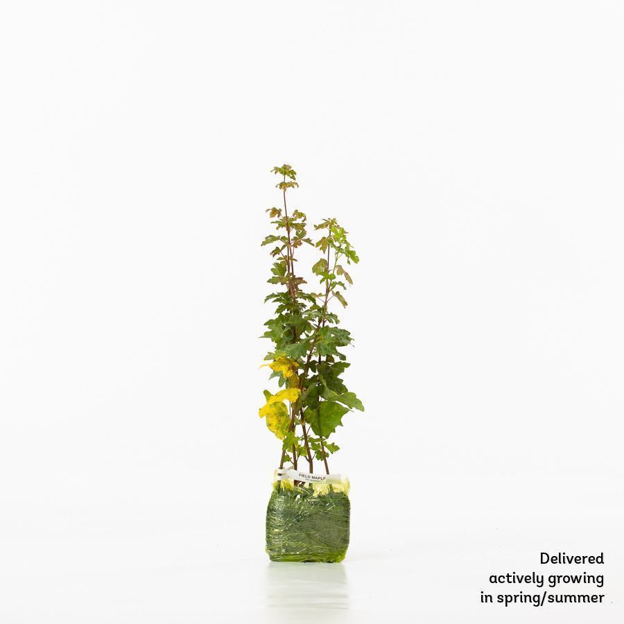 Field Maple Trees & Hedges (Acer campestre) - Woodland Trust | Woodland ...