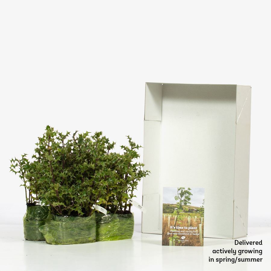 Holly Trees & Plants (Ilex aquifolium) For Sale - Woodland Trust ...