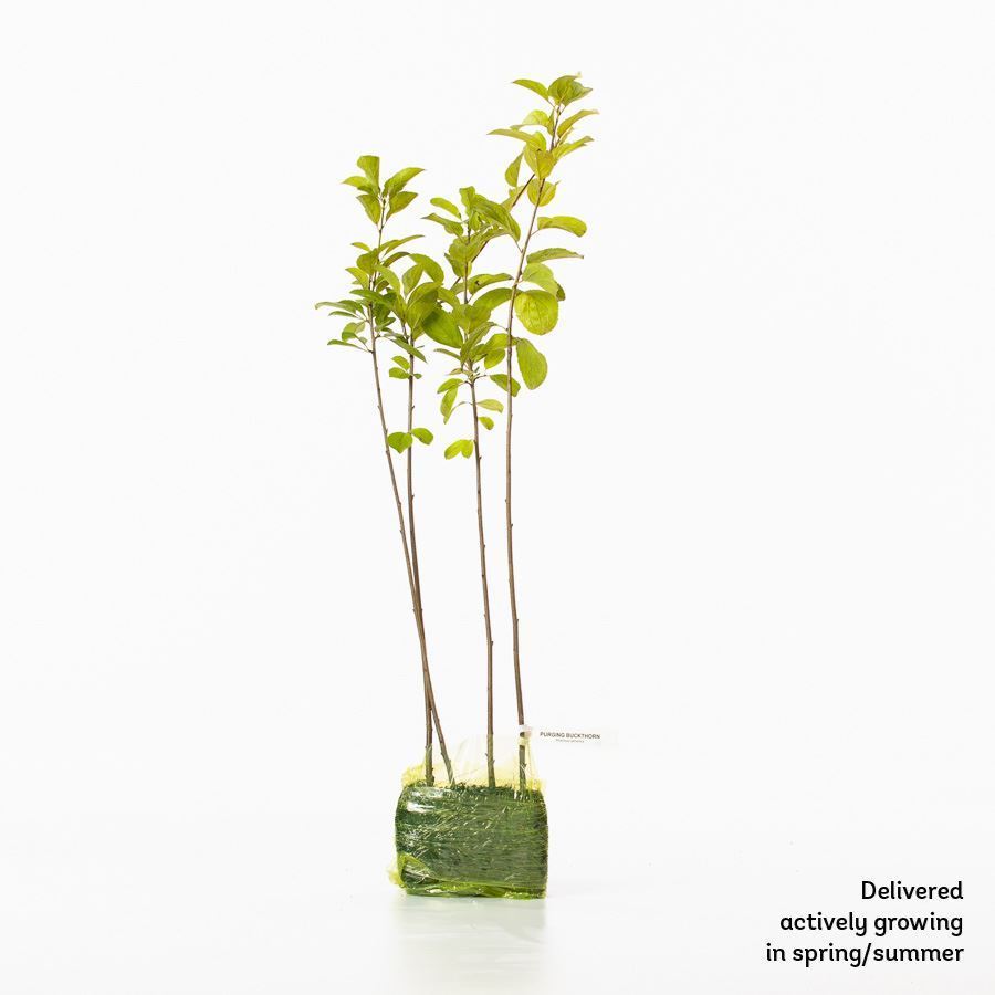 Purging Buckthorn Tree (Rhamnus cathartica) For Sale - Woodland Trust ...