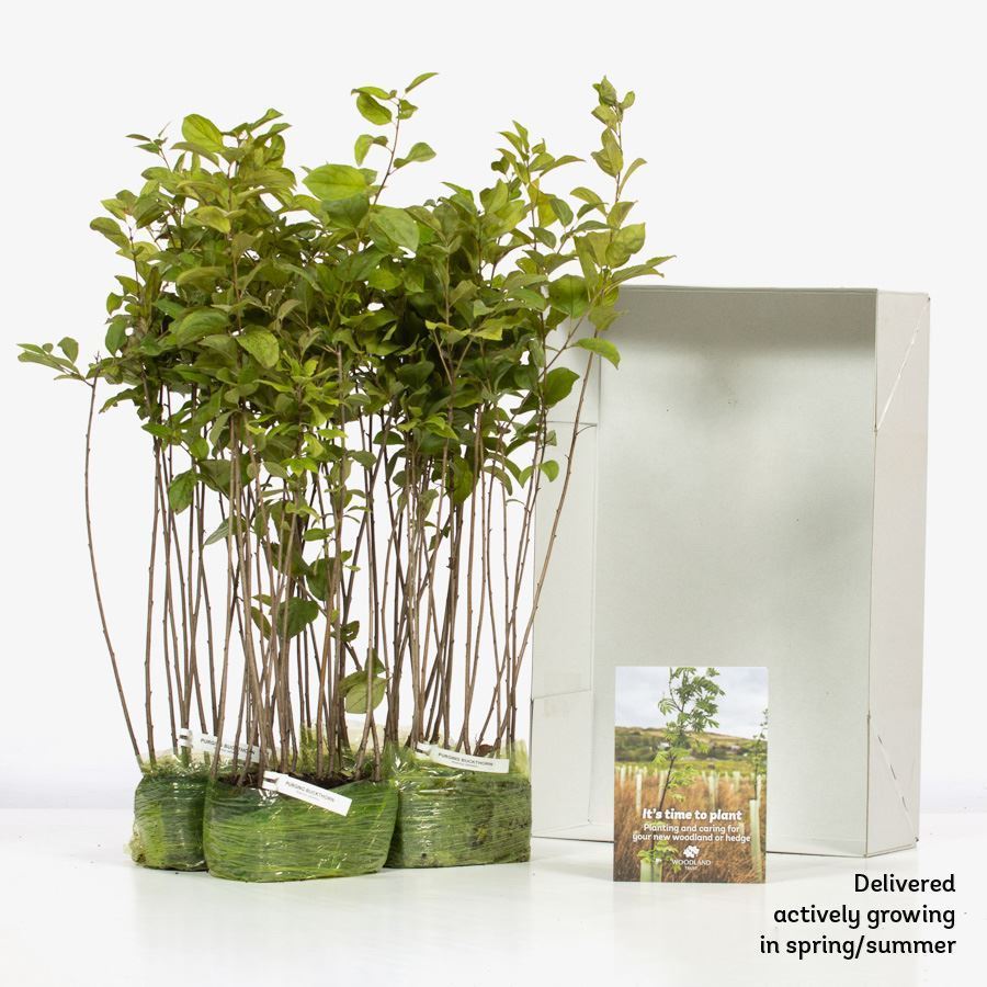 Purging Buckthorn Tree (Rhamnus cathartica) For Sale - Woodland Trust ...