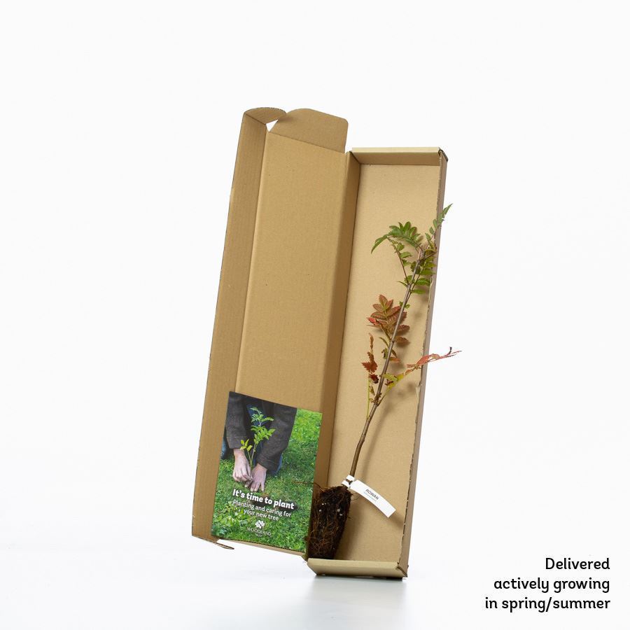 Rowan (Mountain Ash) Tree (Sorbus aucuparia) - Woodland Trust ...