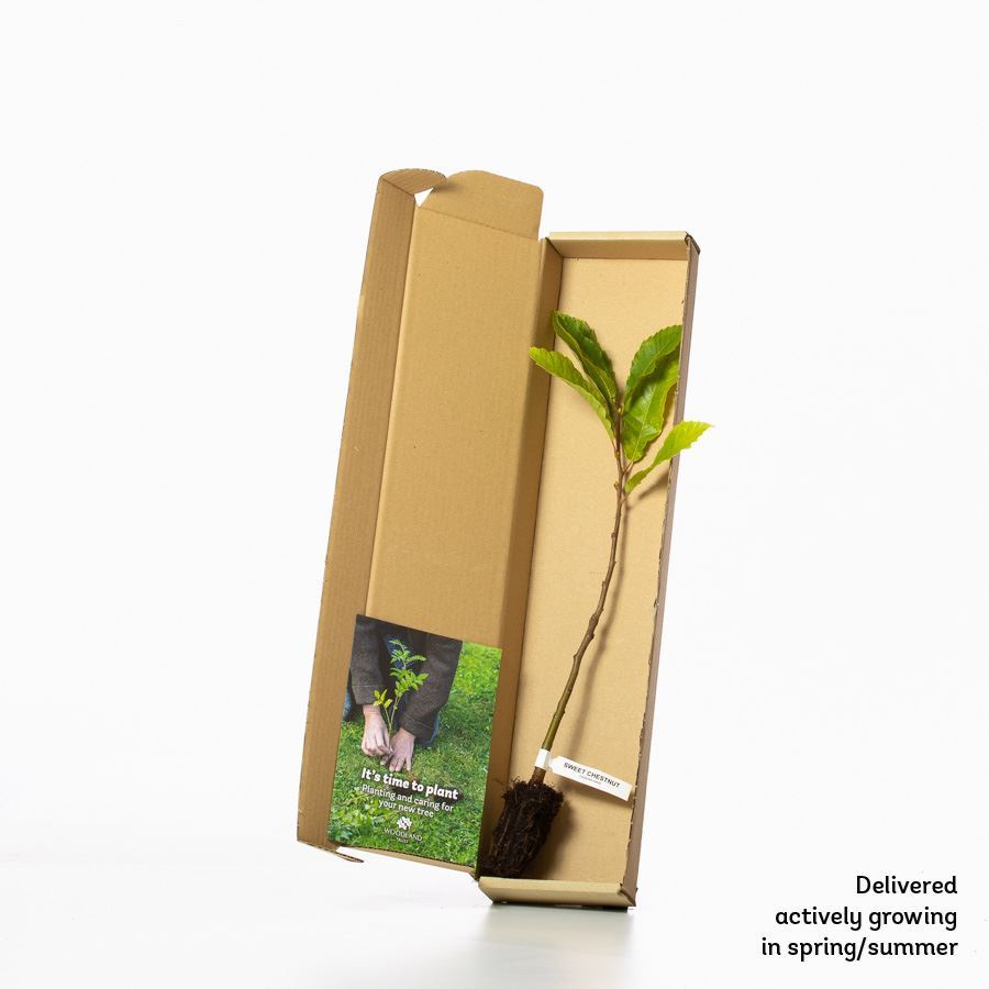 Buy sweet chestnut trees - Woodland Trust Shop | Woodland Trust Shop