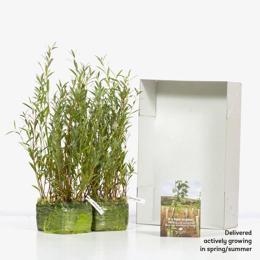 White Willow Tree (Salix alba) For Sale - Woodland Trust | Woodland ...