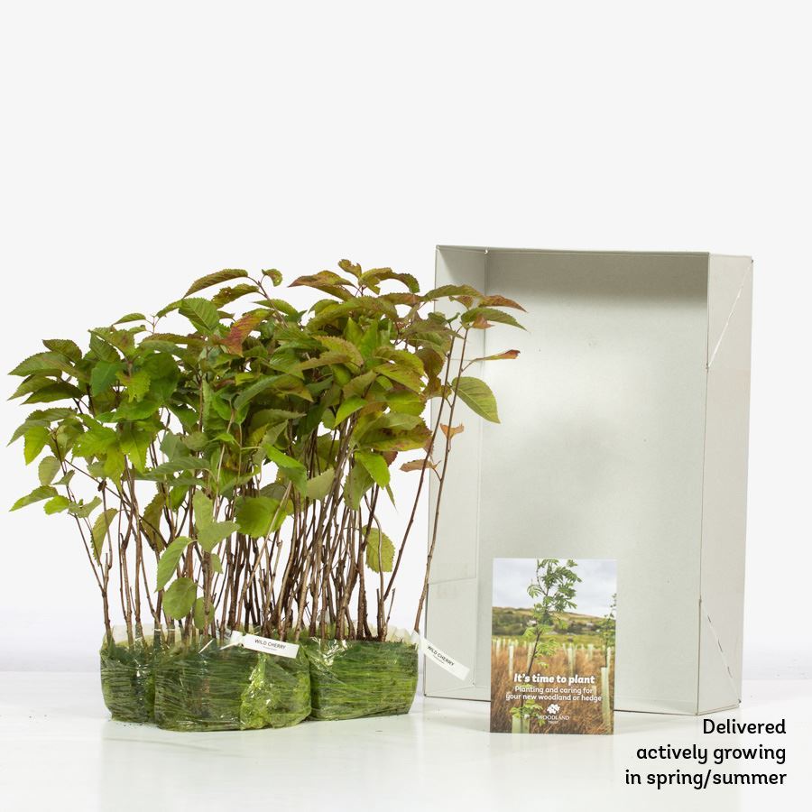Wild Cherry Trees (Prunus avium) For Sale - Woodland Trust | Woodland ...