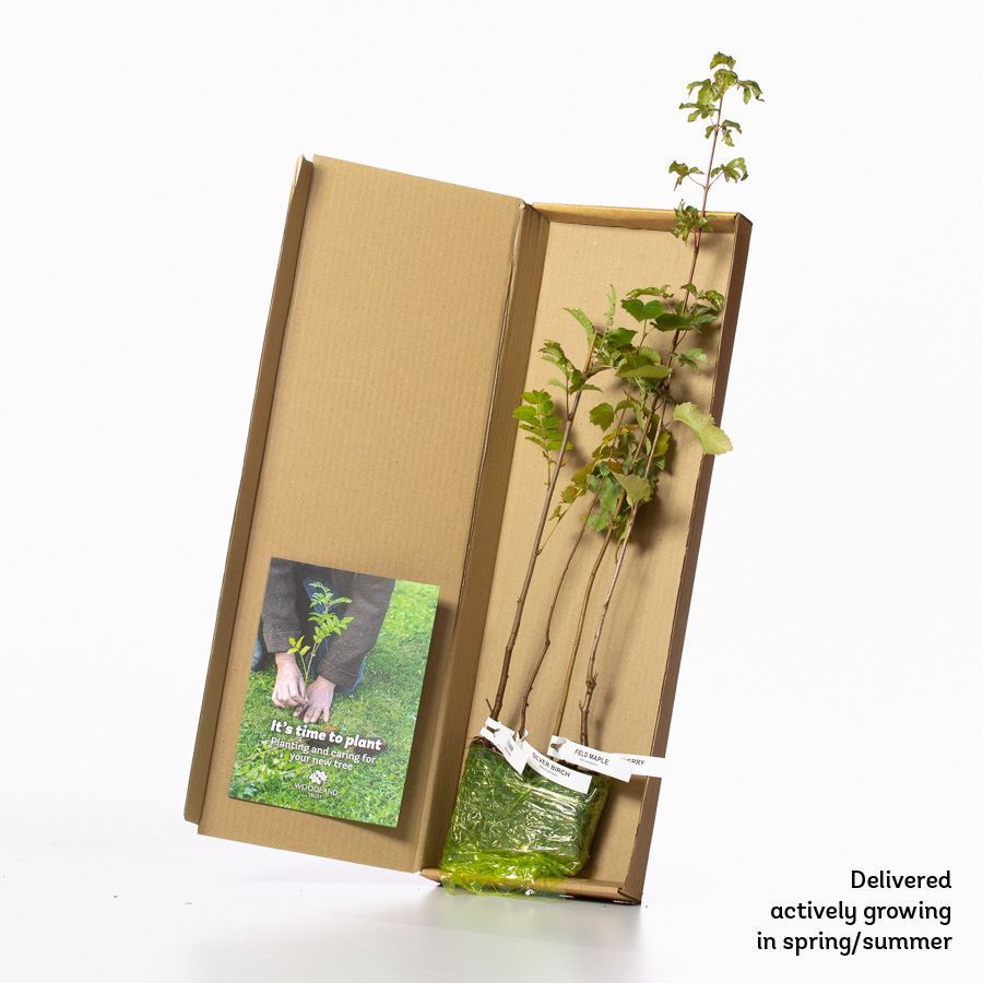 Buy a garden mix - Woodland Trust Shop | Woodland Trust Shop