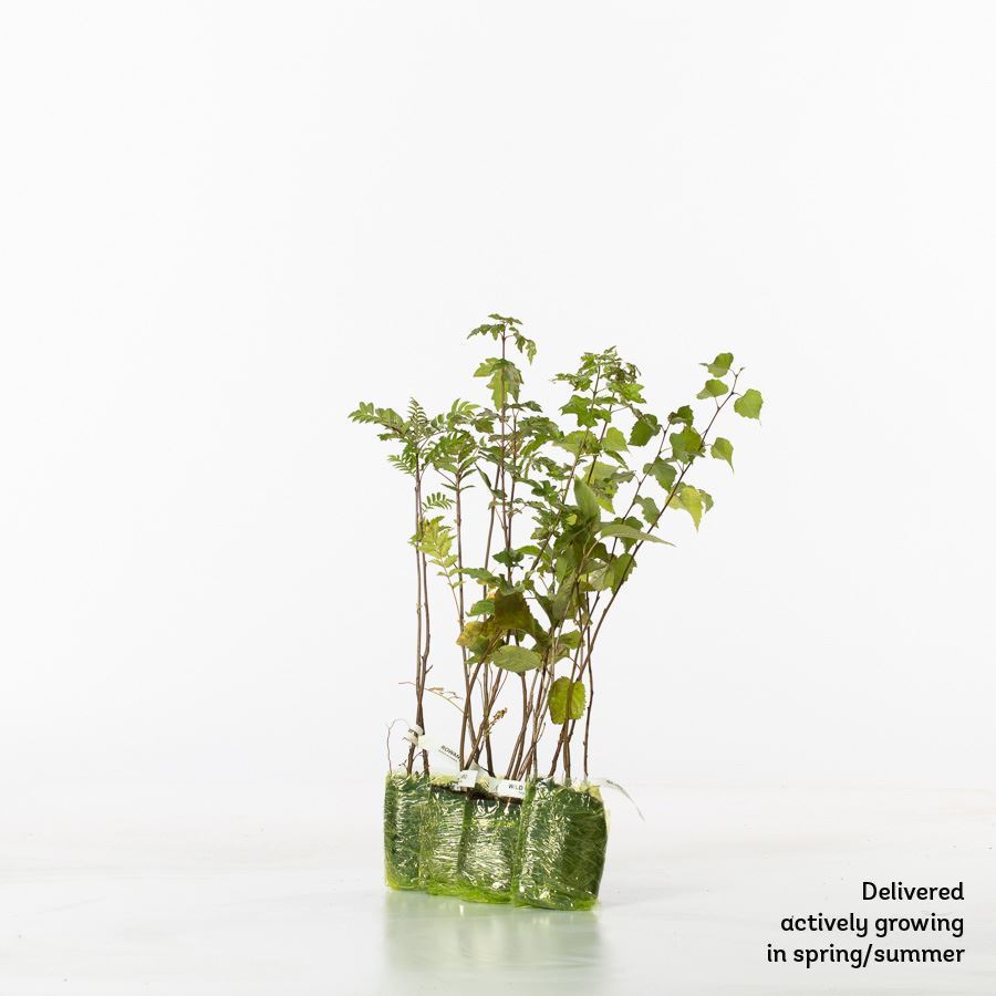 Buy a garden mix - Woodland Trust Shop | Woodland Trust Shop