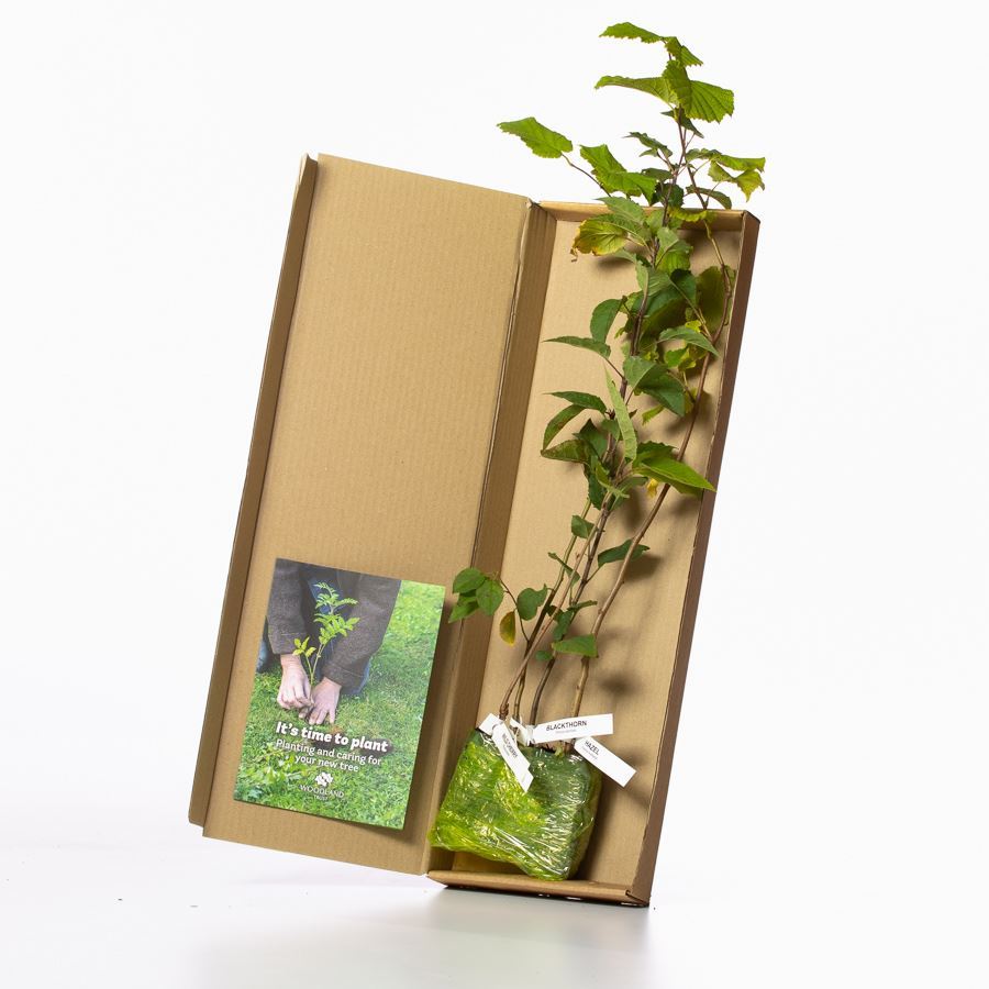 Fruit and Nut Tree Mix - Woodland Trust Shop | Woodland Trust Shop