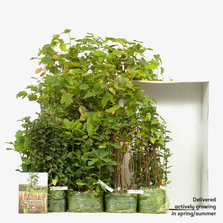 British Trees for Wildlife For Sale: Tree Packs - Woodland Trust ...