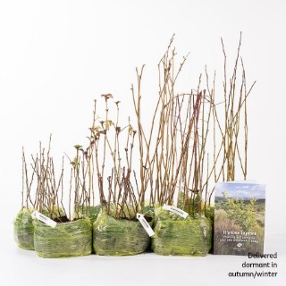 Buy British Tree Mixed Packs For Landowners - Woodland Trust | Woodland ...