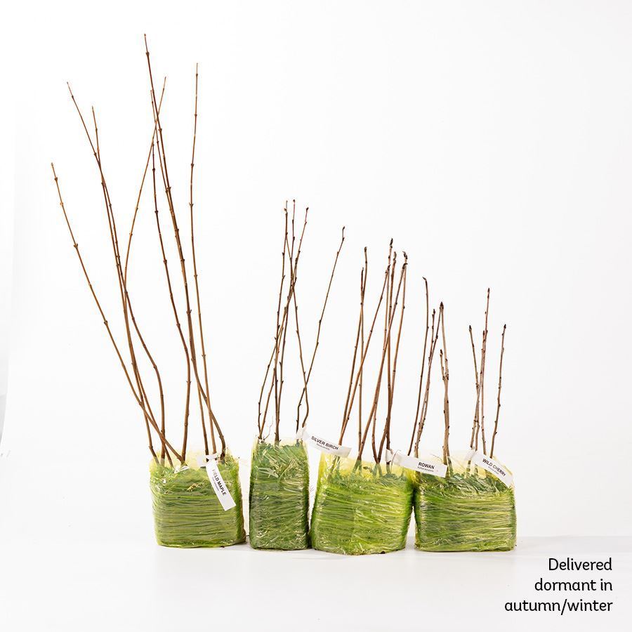 Buy a garden mix - Woodland Trust Shop | Woodland Trust Shop