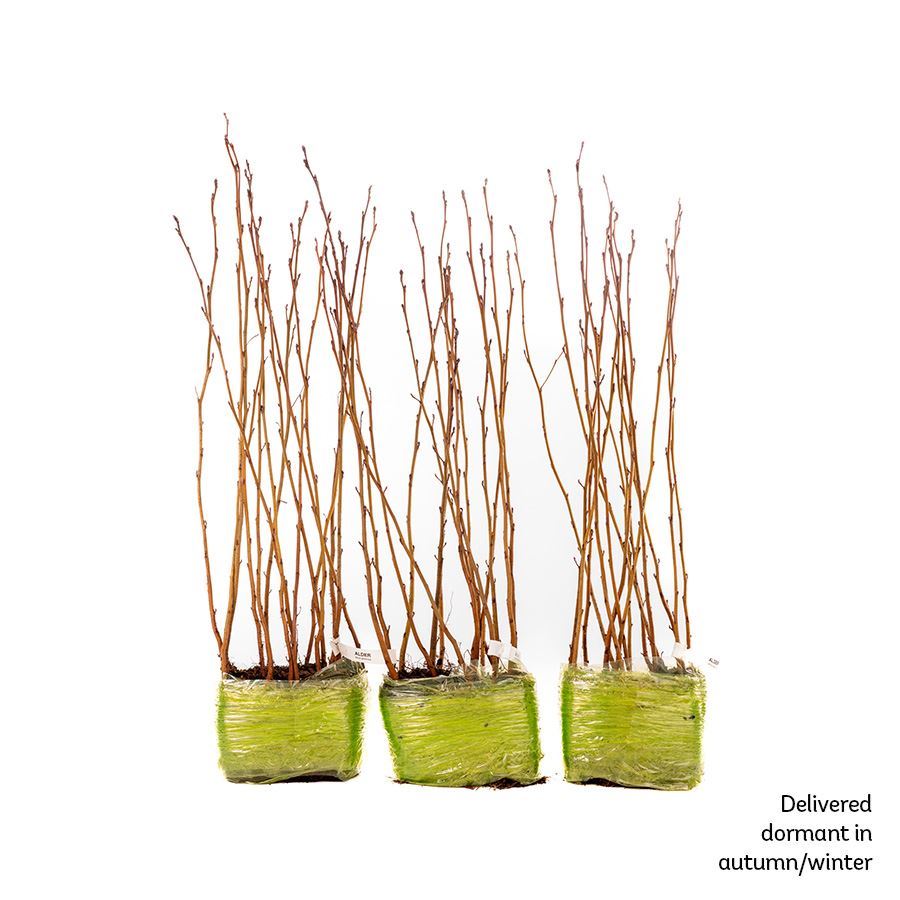 Alder Trees (Alnus glutinosa) For Sale - Woodland Trust | Woodland ...