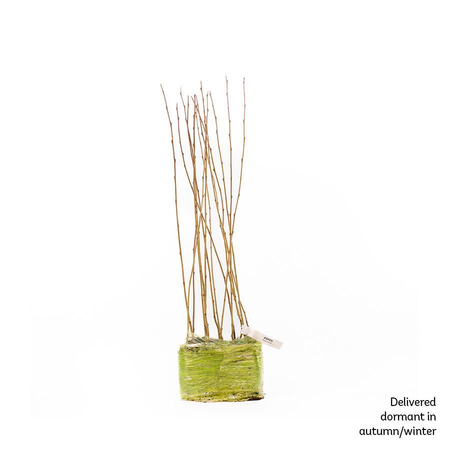 Aspen Tree (Populus tremula) For Sale - Woodland Trust | Woodland Trust ...