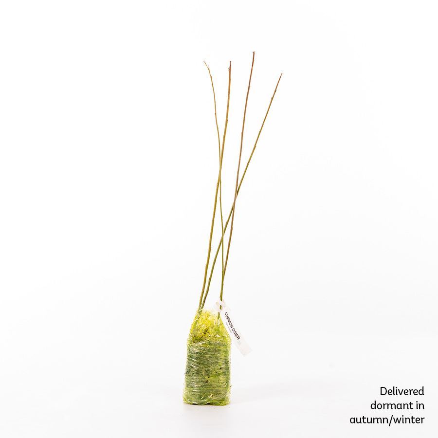 Buy Willow Trees & Plants (Salix viminalis) - Woodland Trust | Woodland ...