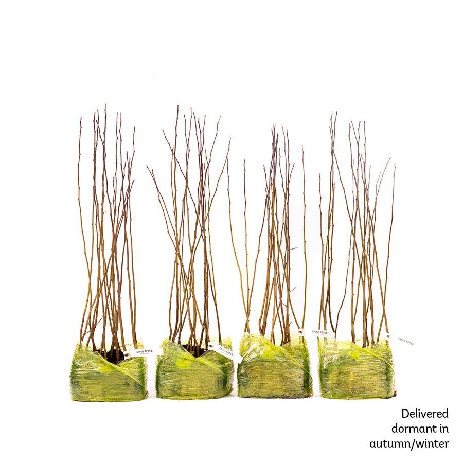 Crab apple tree (Malus sylvestris) For Sale - Woodland Trust | Woodland ...