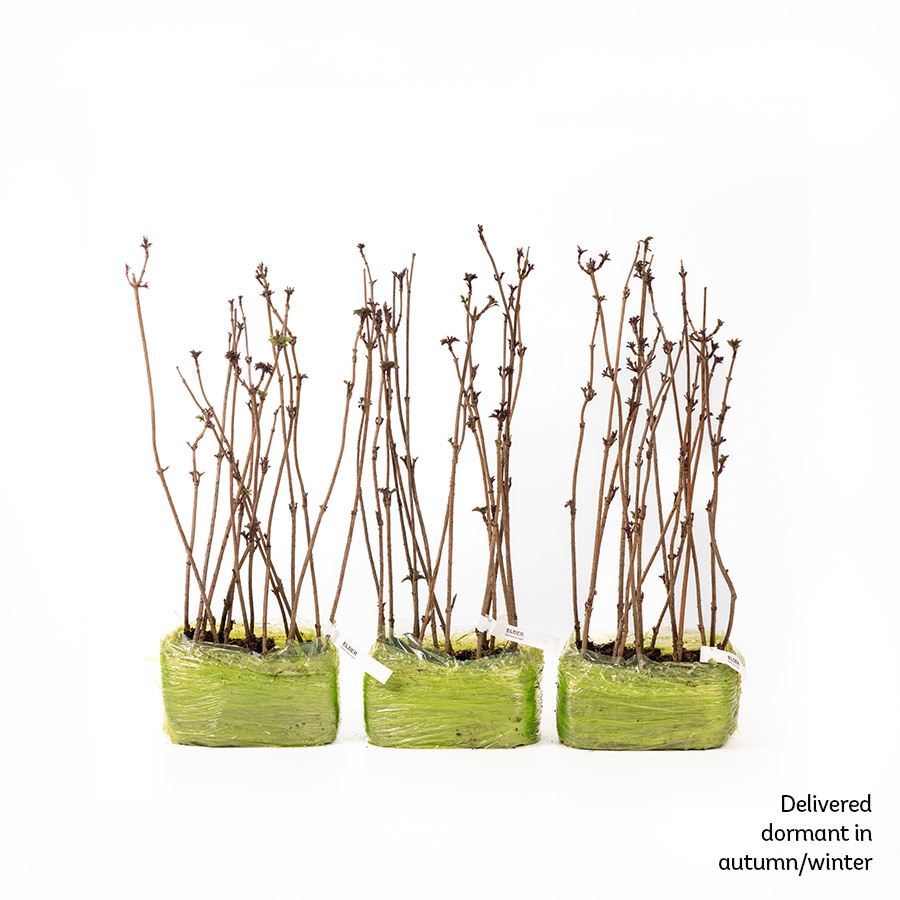 Buy Elder Trees (Sambucus nigra) - Woodland Trust | Woodland Trust Shop