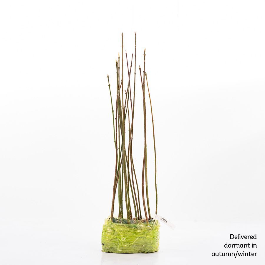 Spindle Tree (Euonymus europaea) For Sale - Woodland Trust | Woodland ...