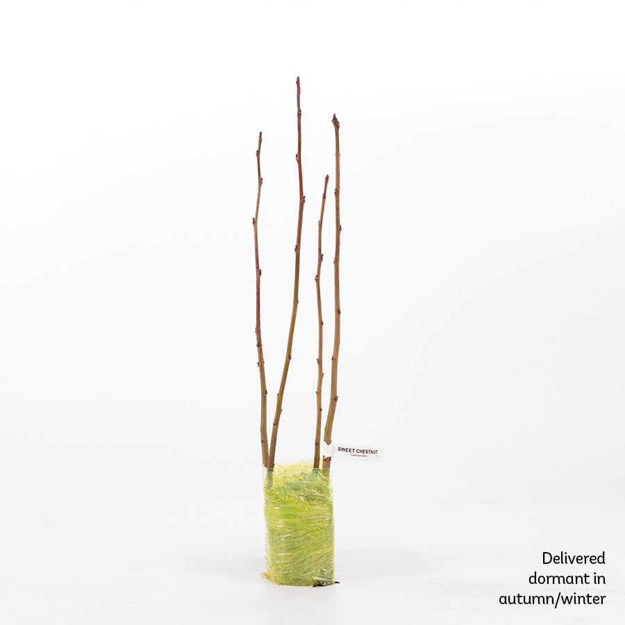 Buy sweet chestnut trees - Woodland Trust Shop | Woodland Trust Shop
