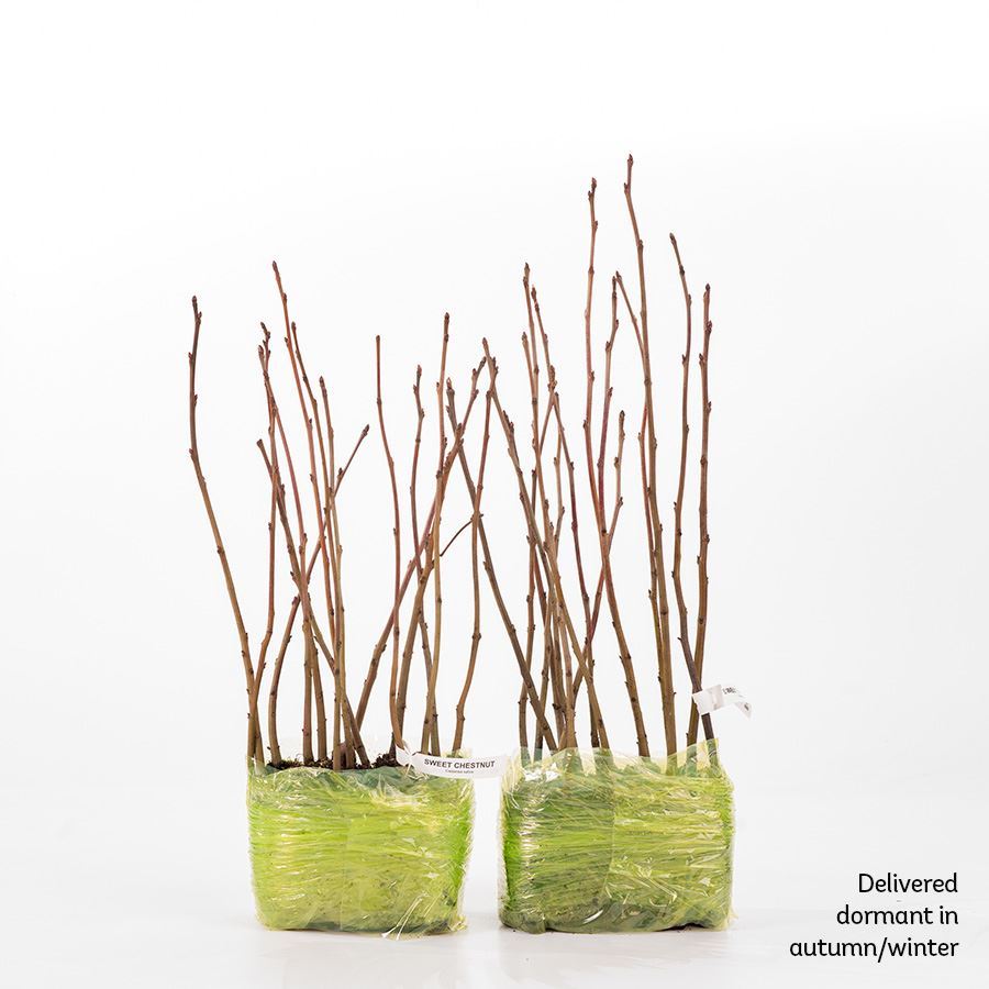 Buy sweet chestnut trees - Woodland Trust Shop | Woodland Trust Shop