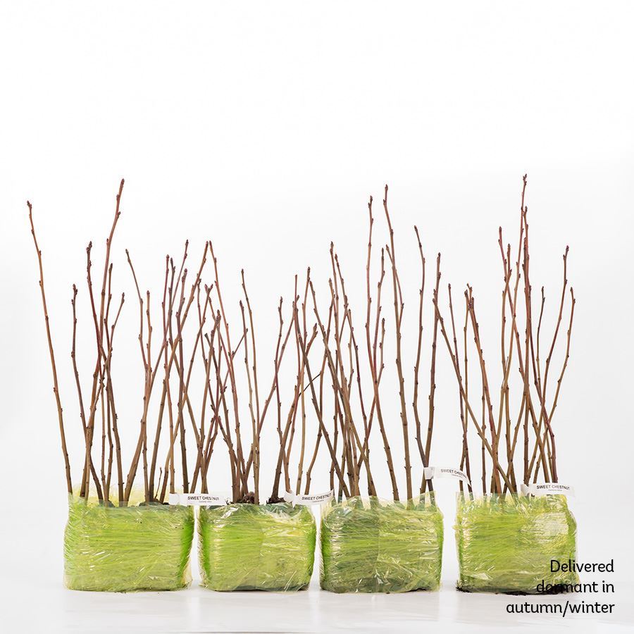 Buy sweet chestnut trees - Woodland Trust Shop | Woodland Trust Shop