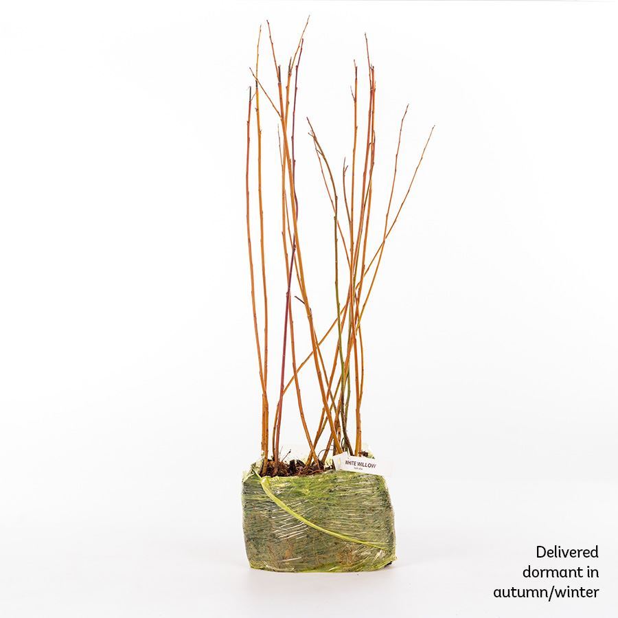 White Willow Tree (Salix alba) For Sale - Woodland Trust | Woodland ...