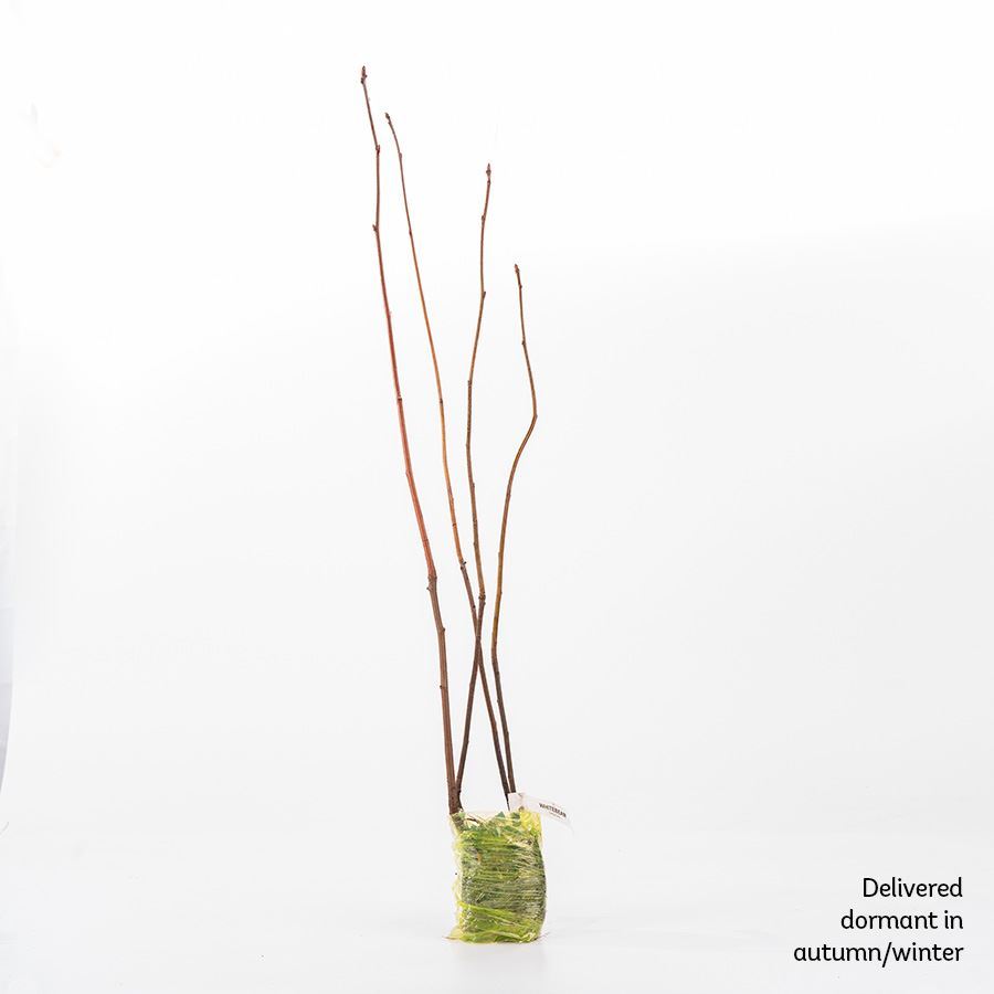 Whitebeam Tree (Sorbus aria) For Sale - Woodland Trust | Woodland Trust ...