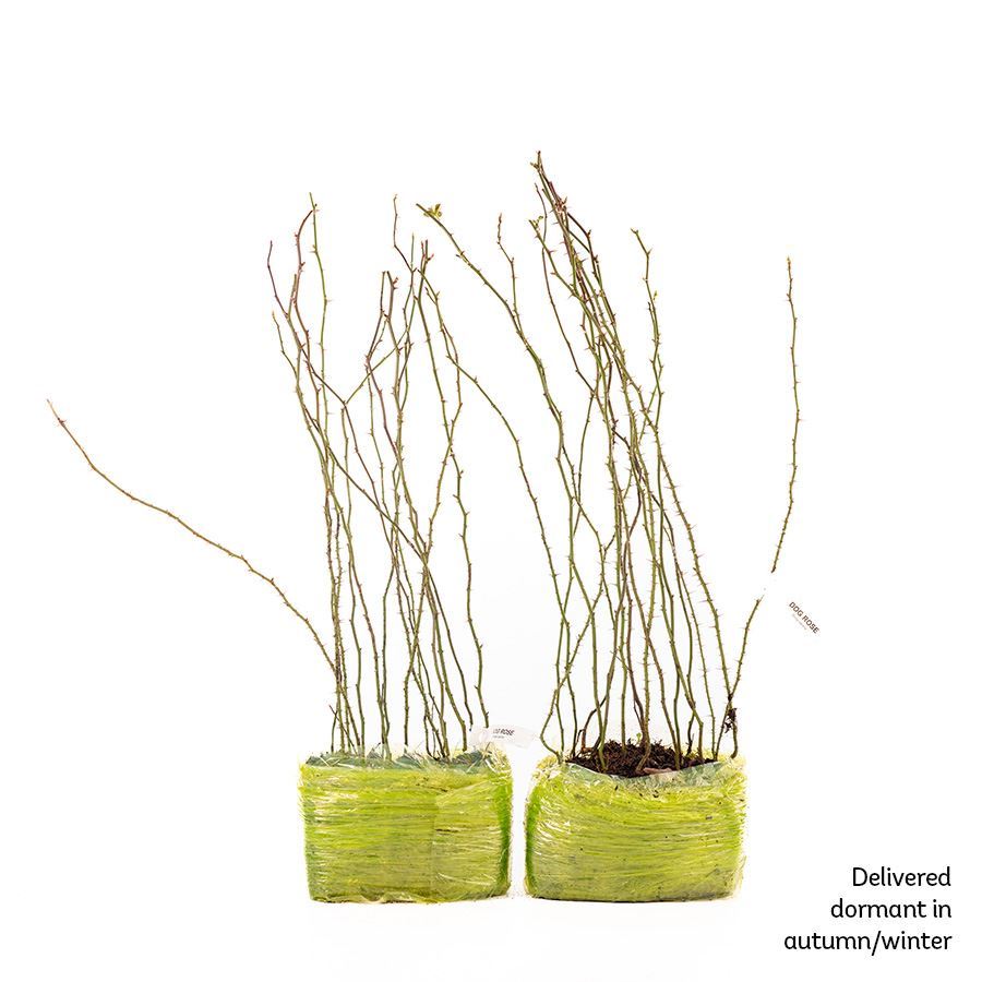 Dog rose (Rosa canina) | Woodland Trust Shop
