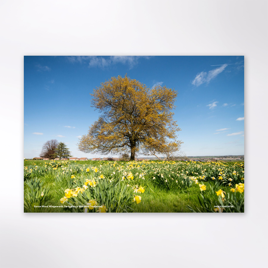 Woodland Trust Tree & Woods Calendar 2026 | Woodland Trust Shop