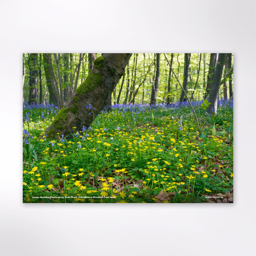 Woodland Trust Tree & Woods Calendar 2026 | Woodland Trust Shop