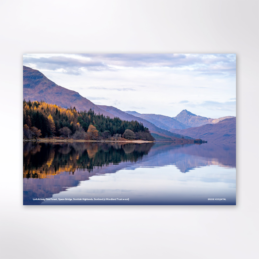 Woodland Trust Tree & Woods Calendar 2026 | Woodland Trust Shop