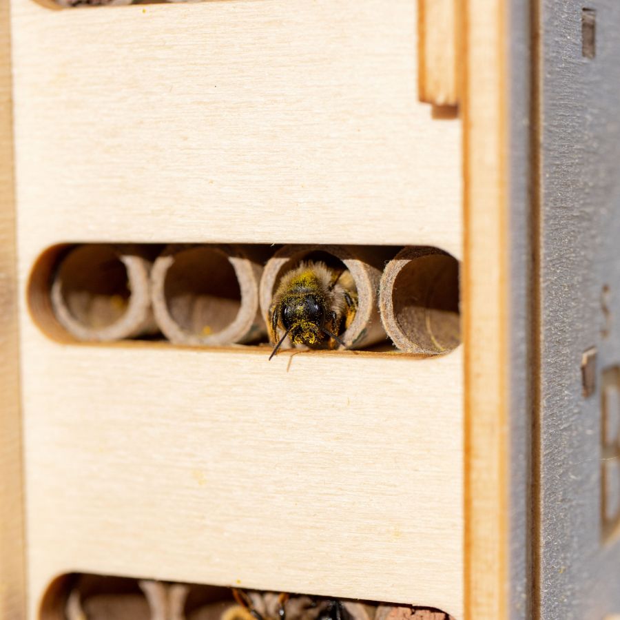 Beevive DIY bee hotel kit | Woodland Trust Shop